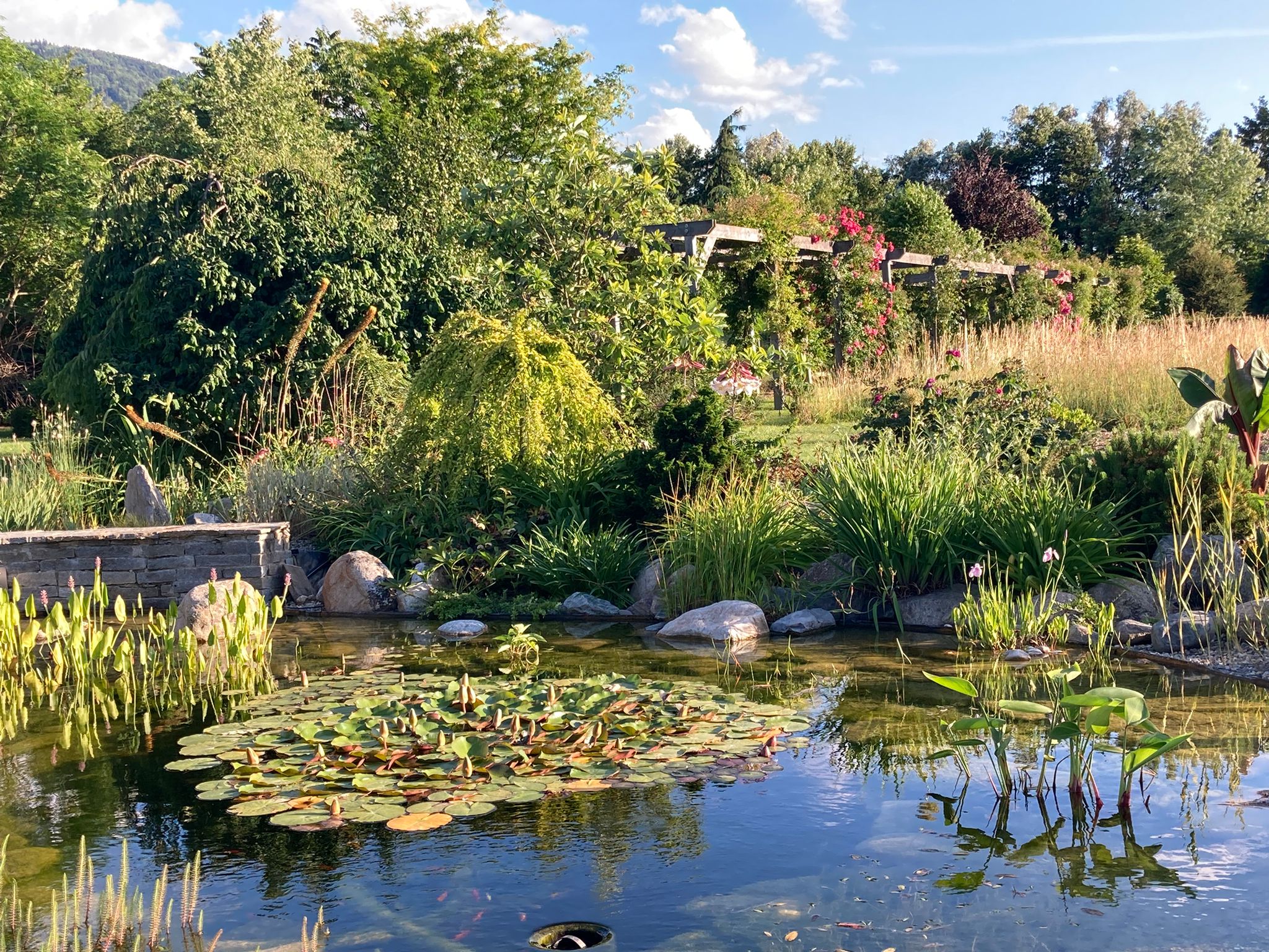 Aménagement bassin aquatique - BRUNET MANQUAT PAYSAGE