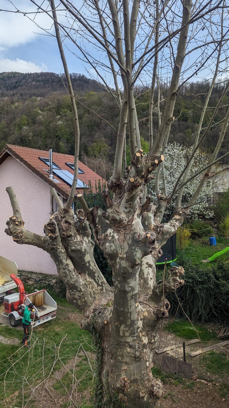 Focus sur l’élagage esthétique - BRUNET MANQUAT PAYSAGE