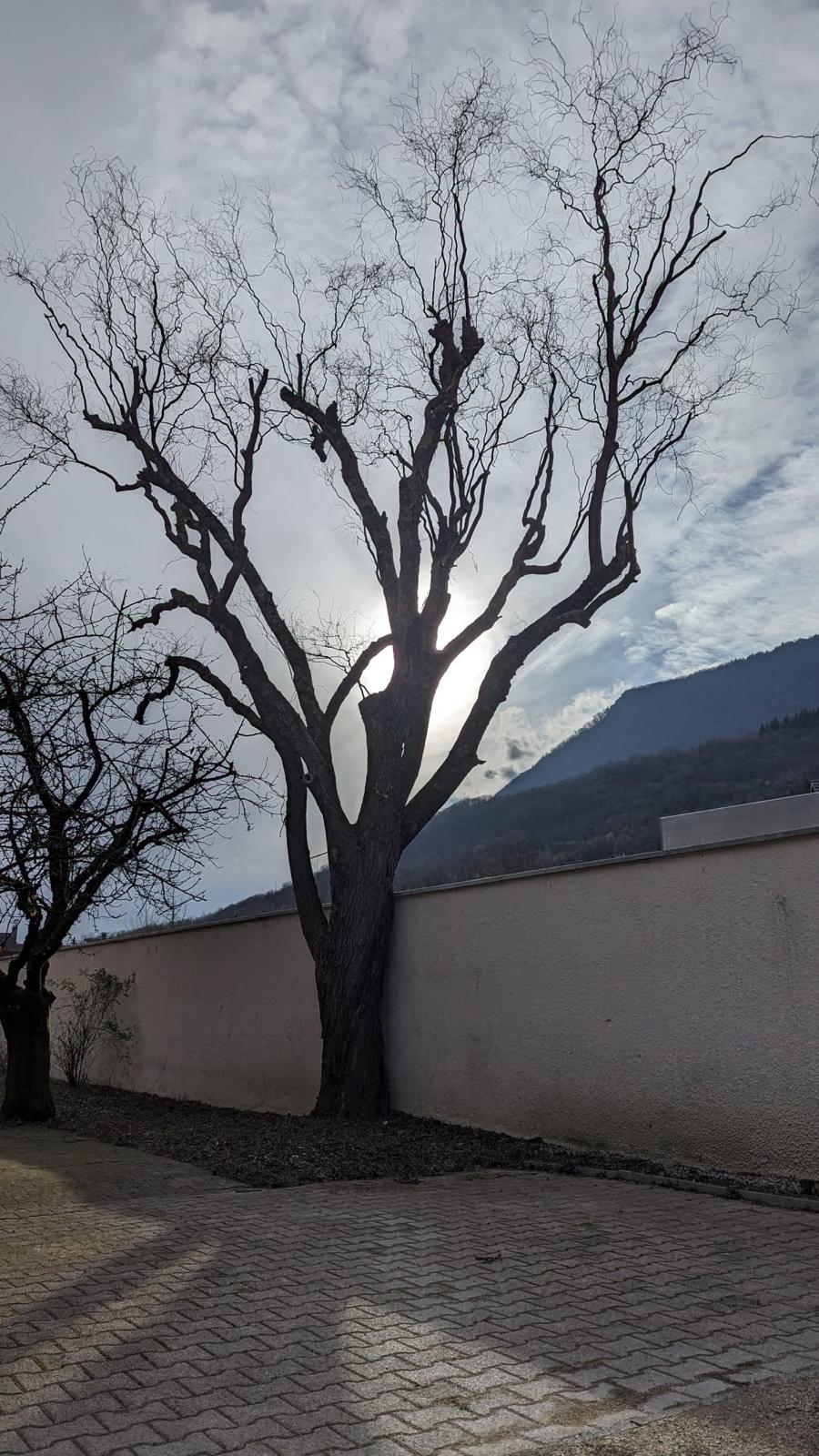 Qu’est-ce que l’élagage d’entretien ? - BRUNET MANQUAT PAYSAGE